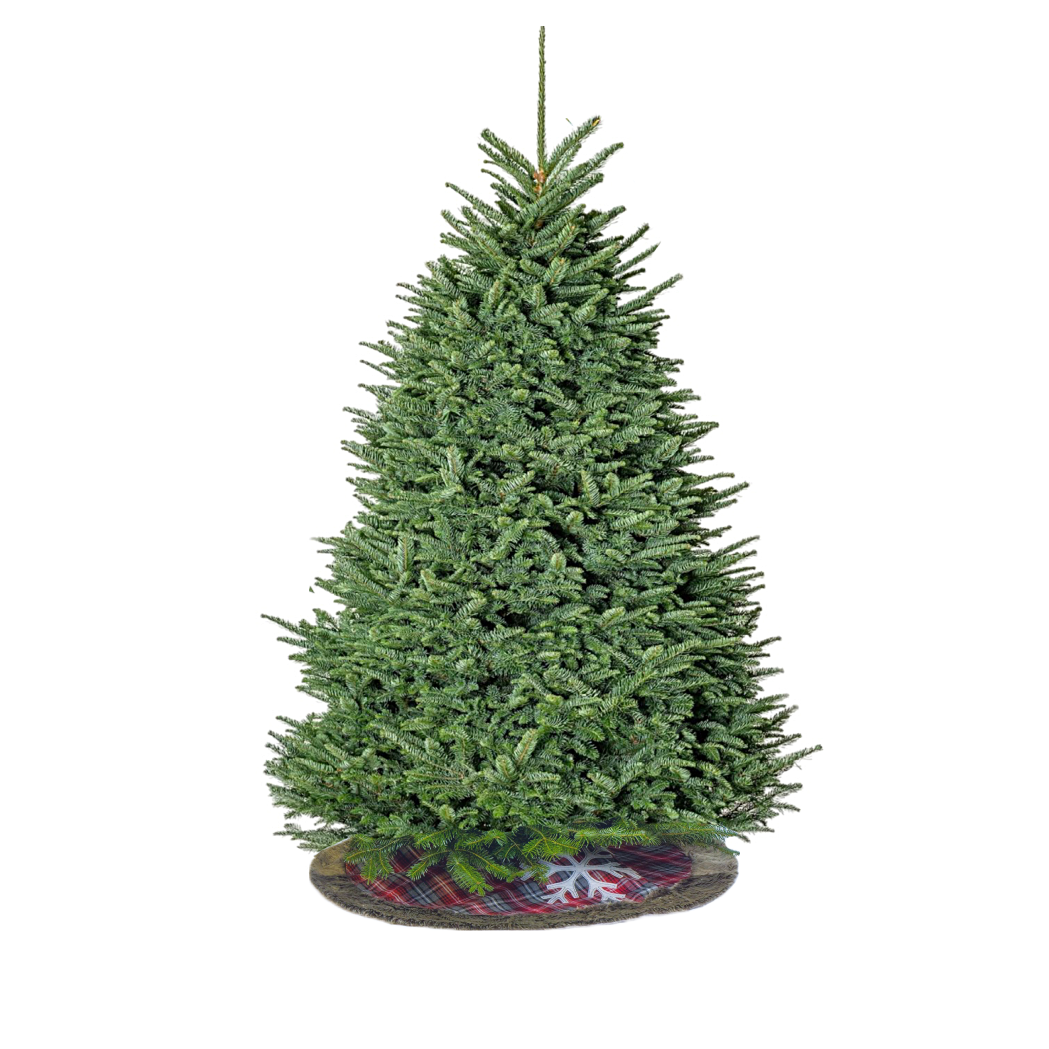 Fresh Cut Real Christmas tree Noble Fir 5/6 ft | ICI Trees